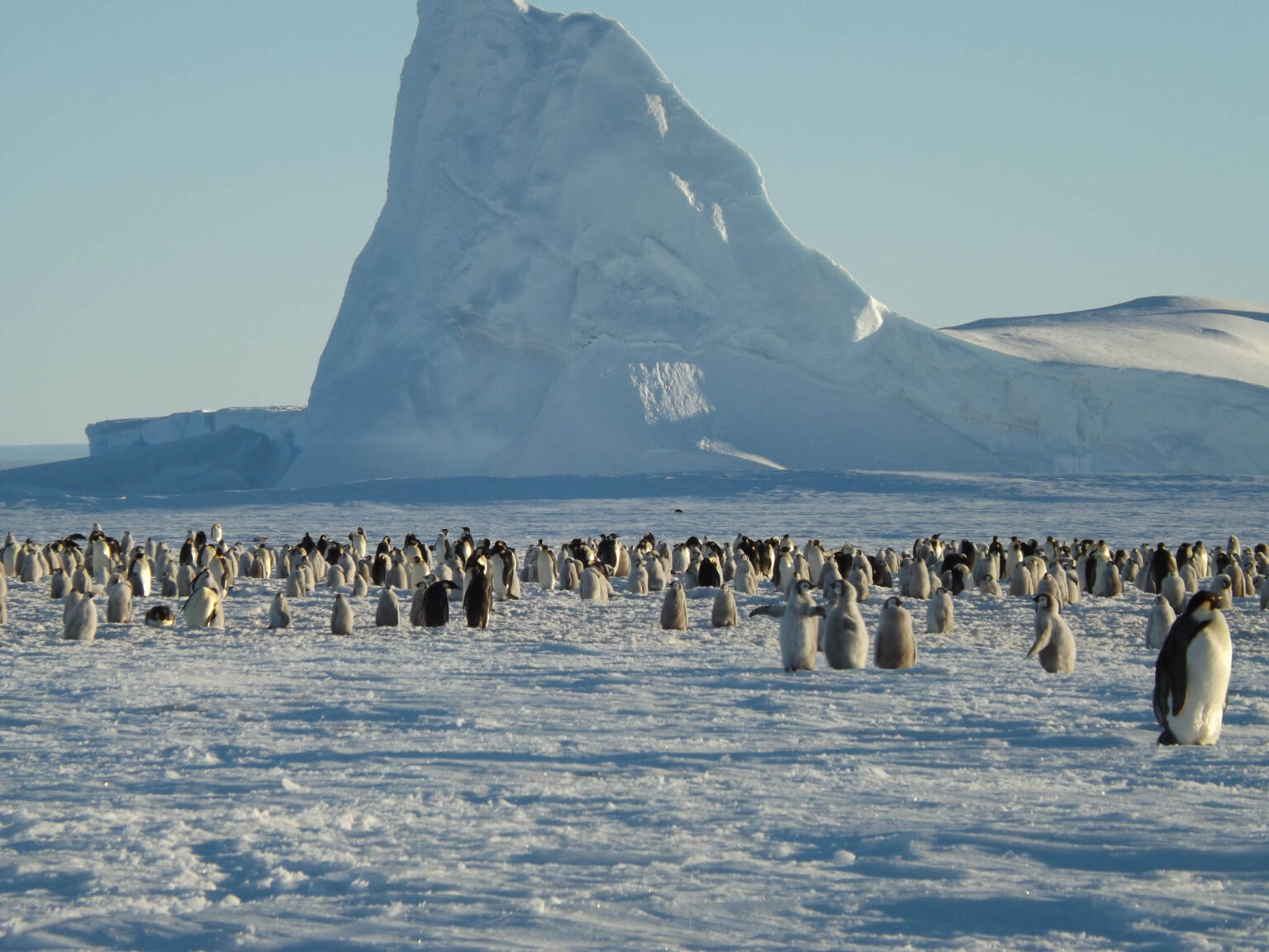 Antarctica InSync’s first newsletter published: launching a global research effort - Antarctica ...